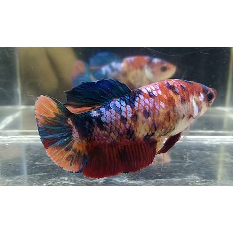 Jual Cupang Female Nemo Galaxy Multicolor Indukan Siap Breed Real Pict ...