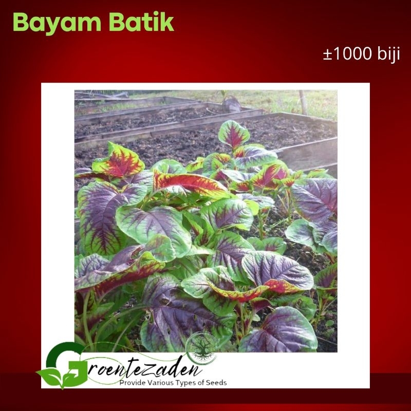 Jual benih bibit biji bayam batik bayam belang kualitas unggul | Shopee ...