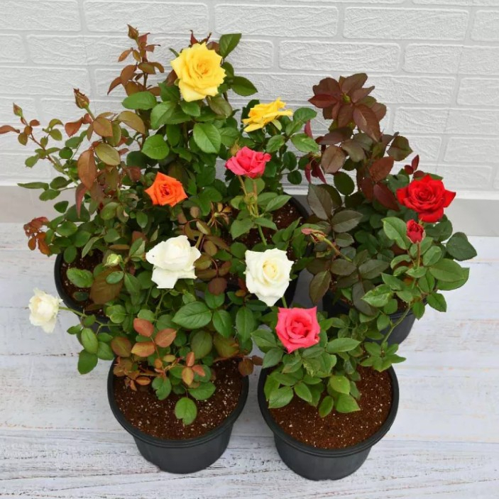 Jual Tanaman Bunga Mawar Berbunga - Tanaman Hias Mawar Pot ( Sudah ...