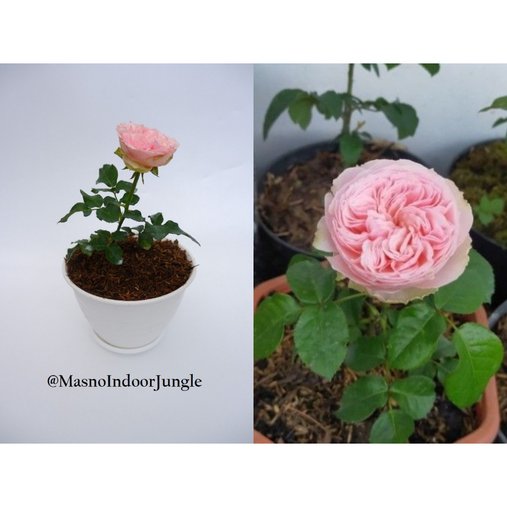 Jual Tanaman Bunga Mawar Berbunga - Tanaman Hias Mawar Pot ( Sudah Bunga & Berlabel ) | Shopee ...