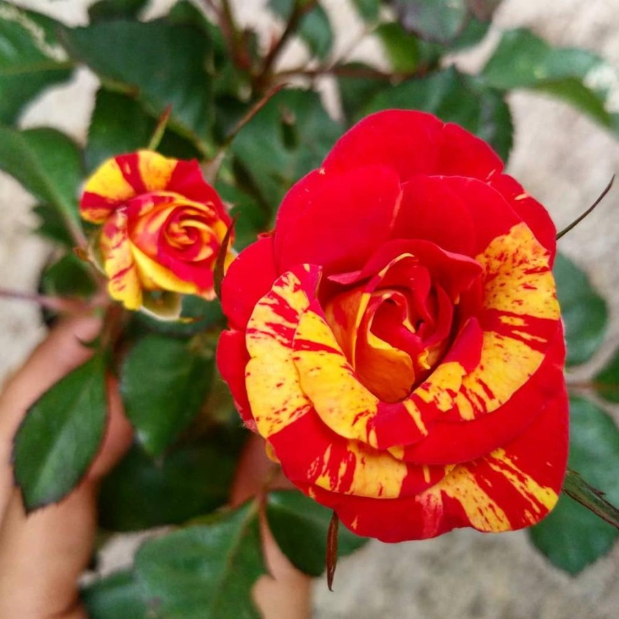 Jual PROMO! Tanaman Bunga Mawar Berbunga - Tanaman Hias Mawar Pot ...