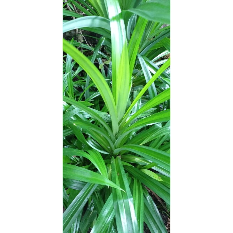 Jual Daun Pandan Wangi||Daun Pandan Segar isi 10 Lembar | Shopee Indonesia