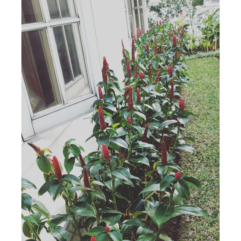 Jual paket 25 tanaman pacing pentul, untuk taman teras rumah/pagar ...