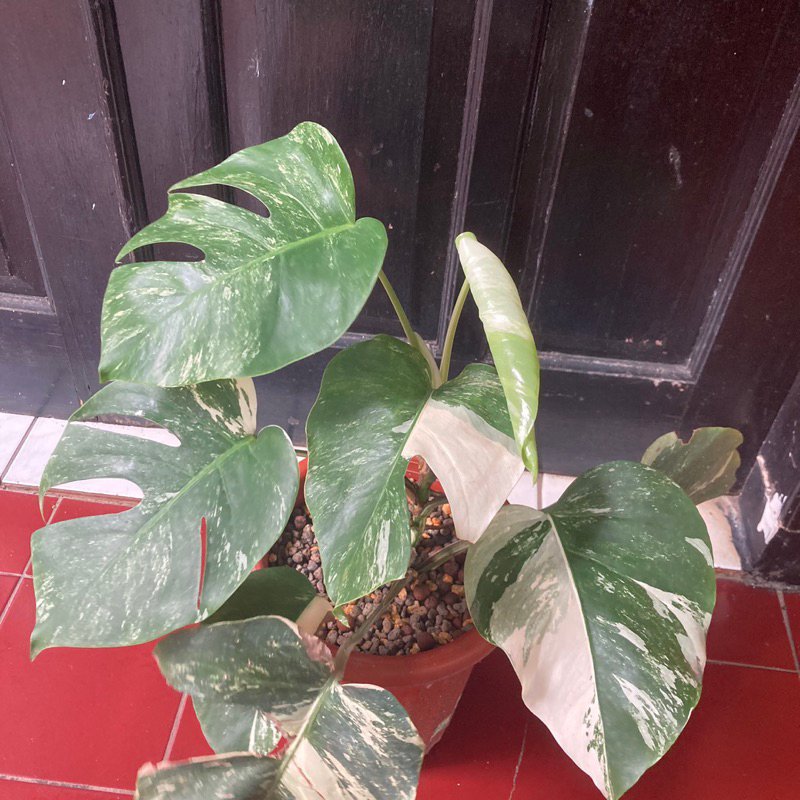 Jual monstera variegata marble realpic | Shopee Indonesia