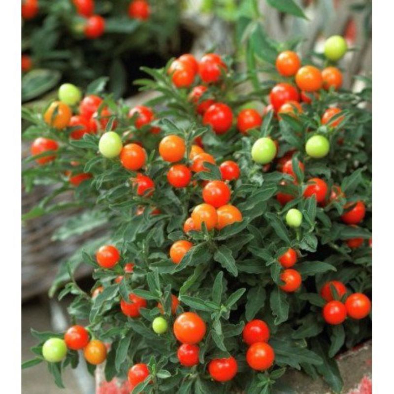 Jual Bibit Tanaman Cabai Krismil /Lombok / Cabe / Cabai Bulat ( Sudah ...