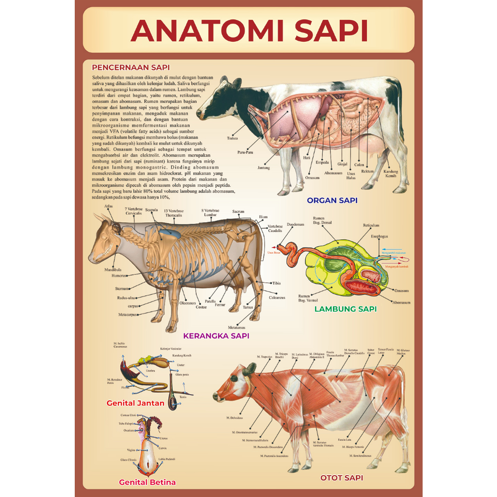 Jual Poster ANATOMI Manusia dan Hewan | Pilihan Lengkap | Shopee Indonesia