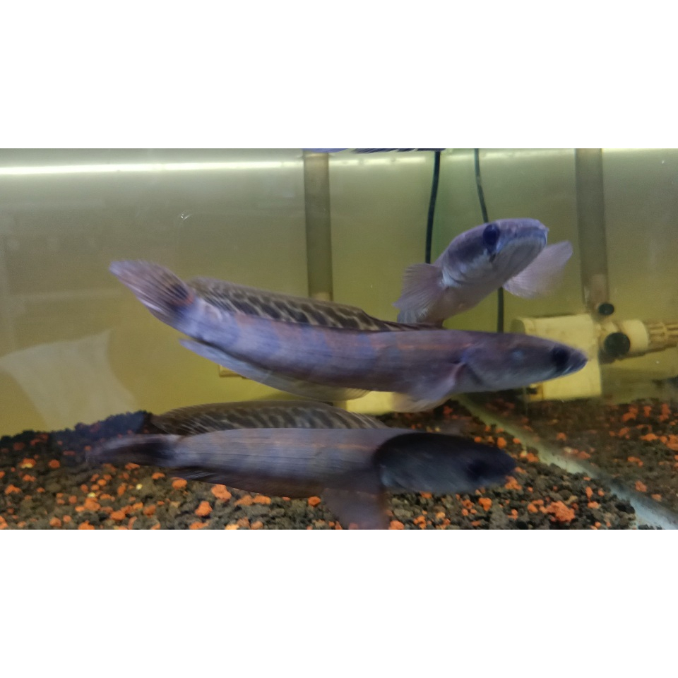 Jual Maru Red Barito 15cm Sortiran Bar Tebal Simet Siap Progress Shopee Indonesia