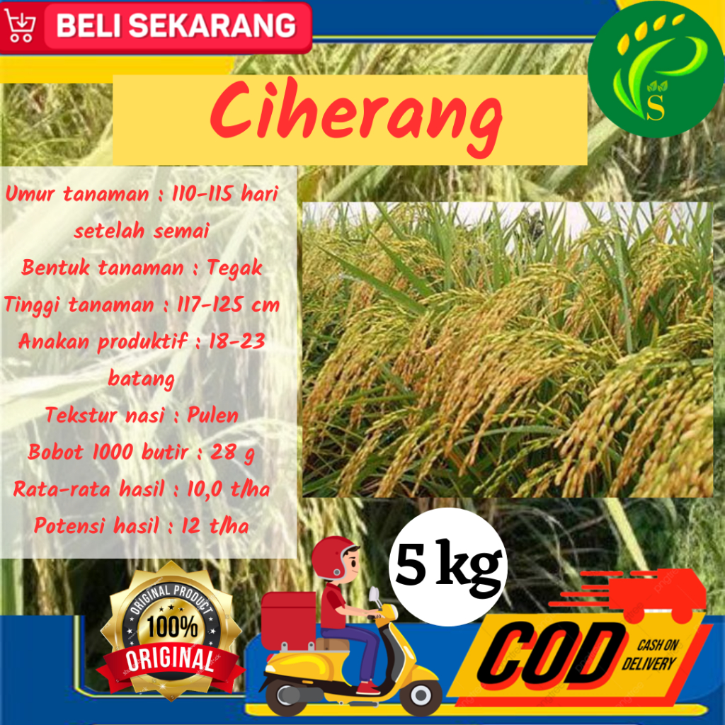Jual Biji Padi Unggul Ciherang 5kg | Shopee Indonesia