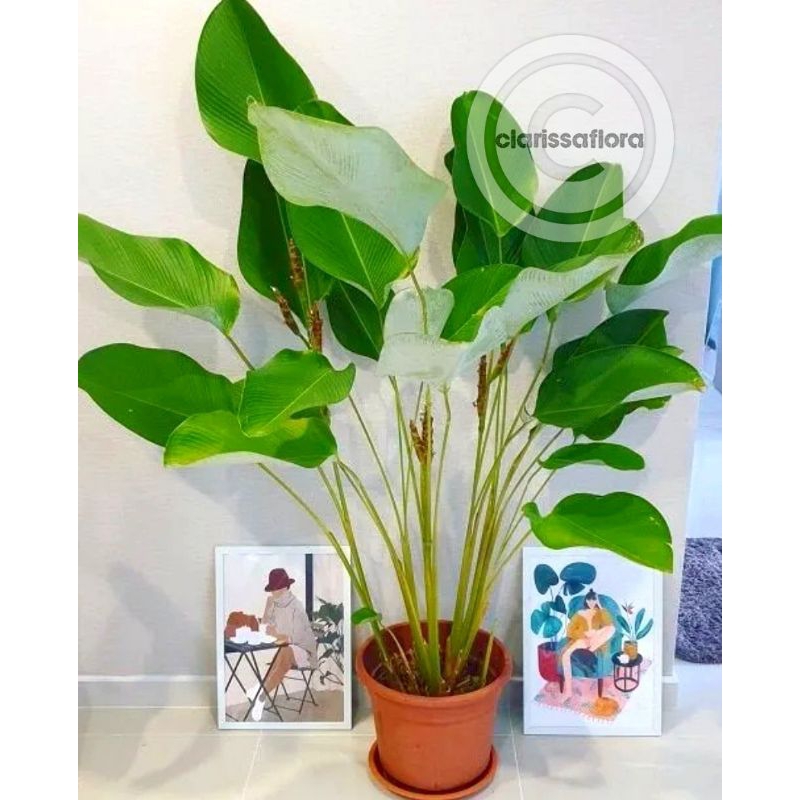 Jual PROMO MURAH!! Tanaman hias pisang calathea tinggi 50 - 60 cm ...
