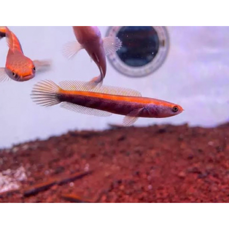 Jual baby red barito per 5 ekor, ukuran 3-4 cm, indukan bagus, ikan ...