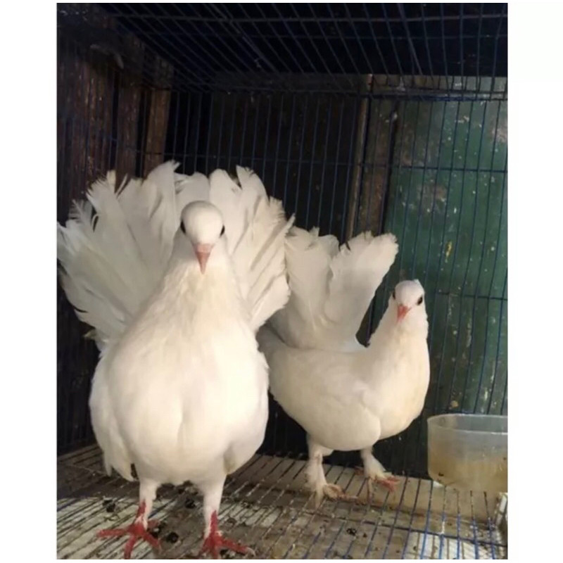 Jual BURUNG MERPATI KIPAS | Shopee Indonesia