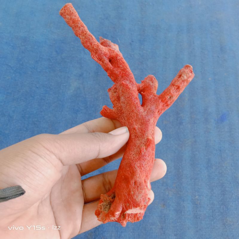 Jual Bongkahan/mentahan batu marjan merah | Shopee Indonesia