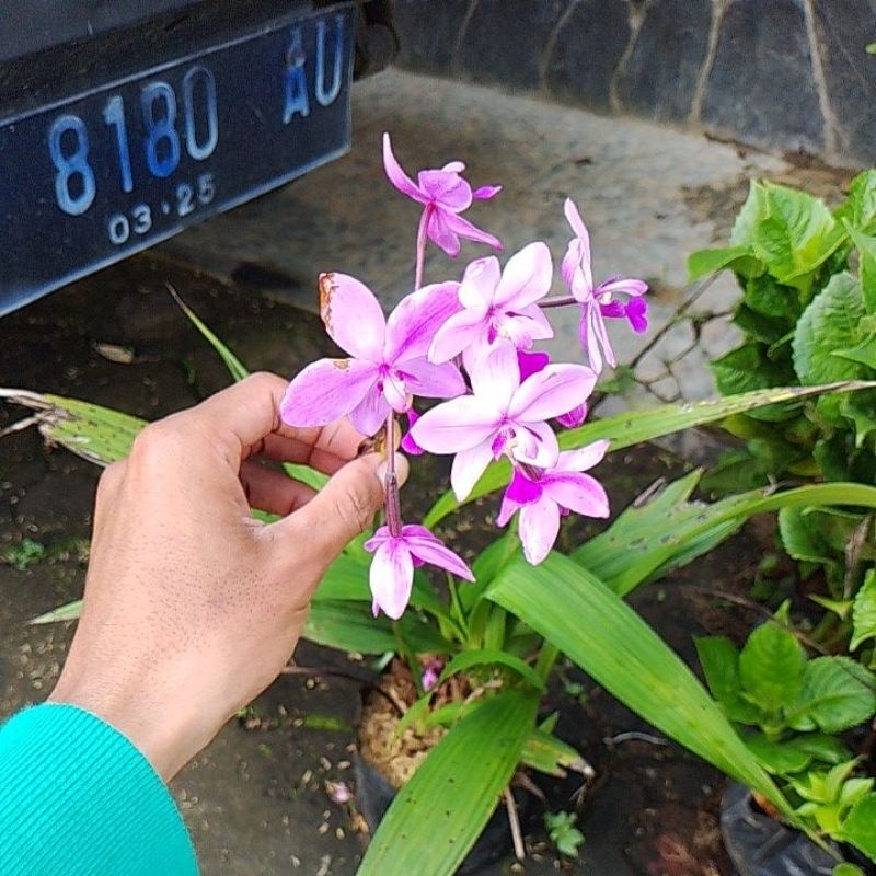 Jual Tanaman Hidup Anggrek Tanah Ungu Berbunga | Shopee Indonesia