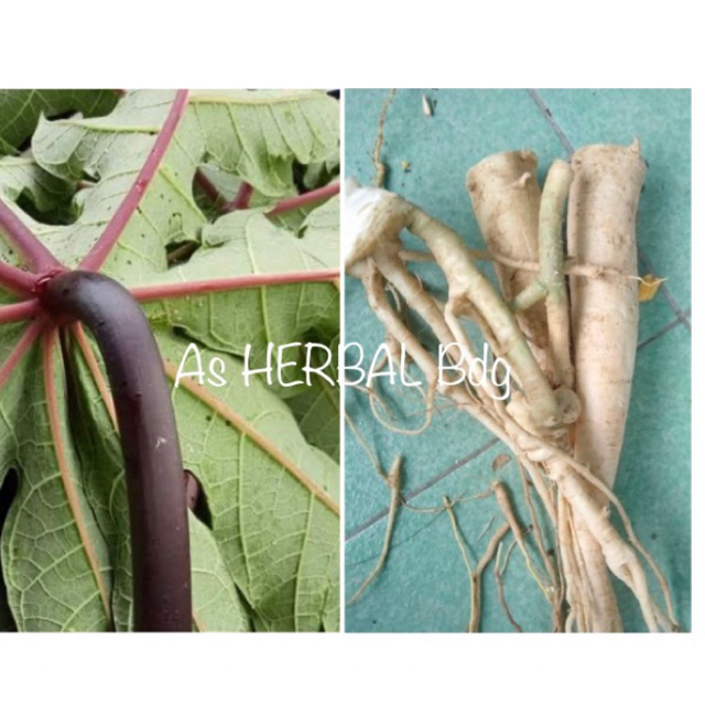 Jual Akar pepaya wulung akar pepaya ungu 250 gram | Shopee Indonesia