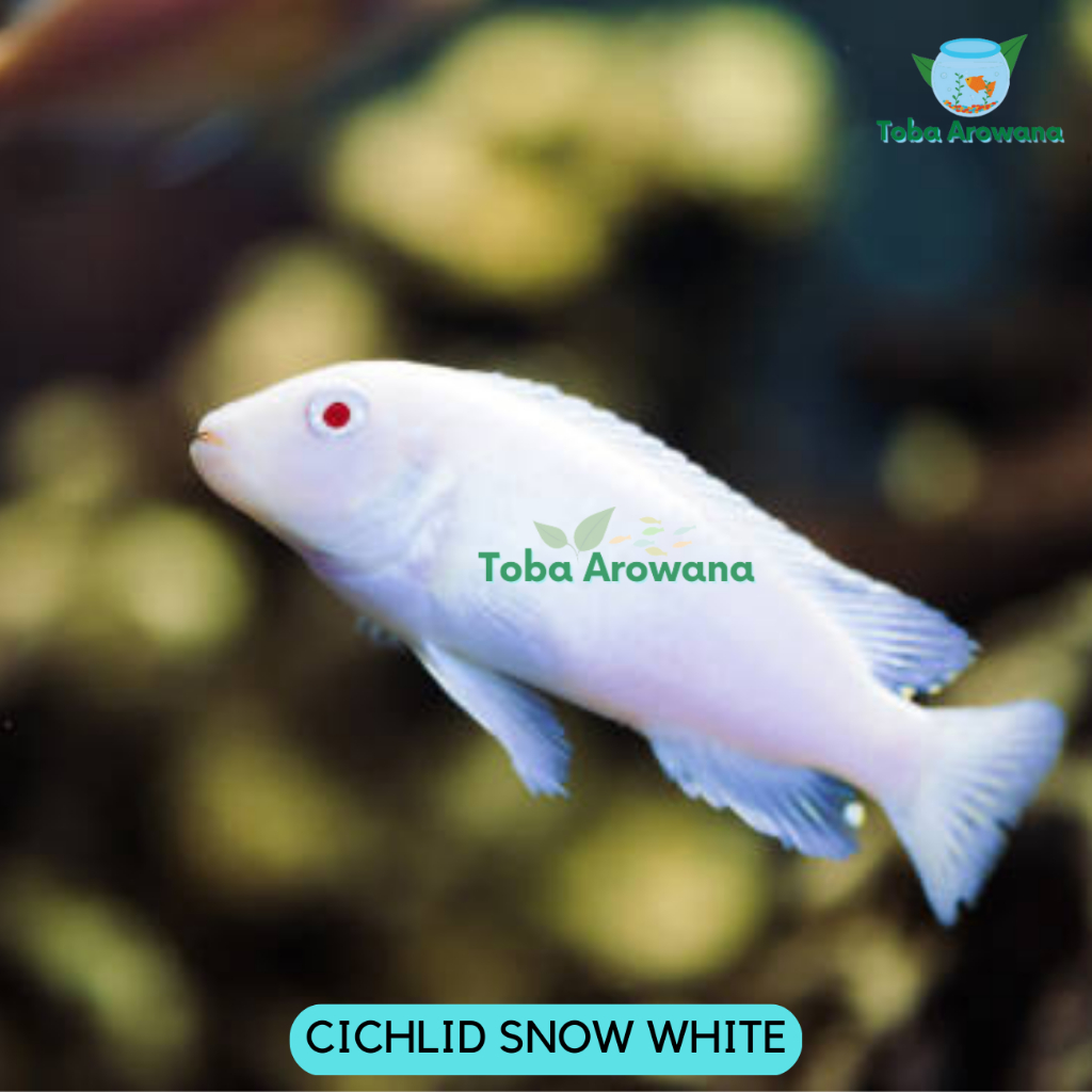 Jual Ikan Hias Cichlid Snow White Aquarium Siklit Predator Parrot Oscar ...