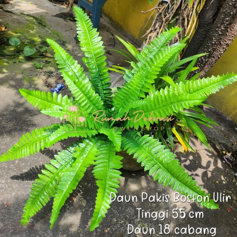 Jual Daun Pakis Ulir Boston / Daun Artificial [ Tanpa Pot ] | Shopee ...