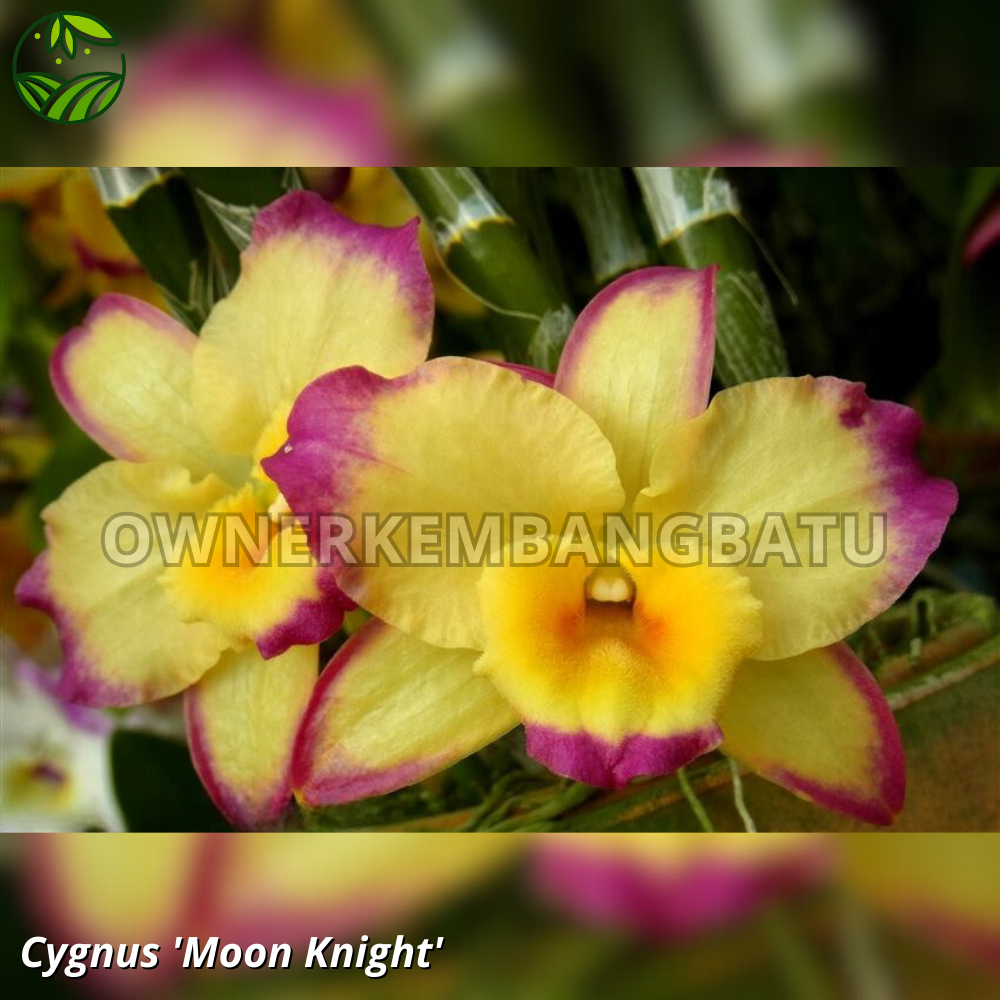 Jual DENDROBIUM BULAT HYBRID REMAJA RASA DEWASA | Shopee Indonesia