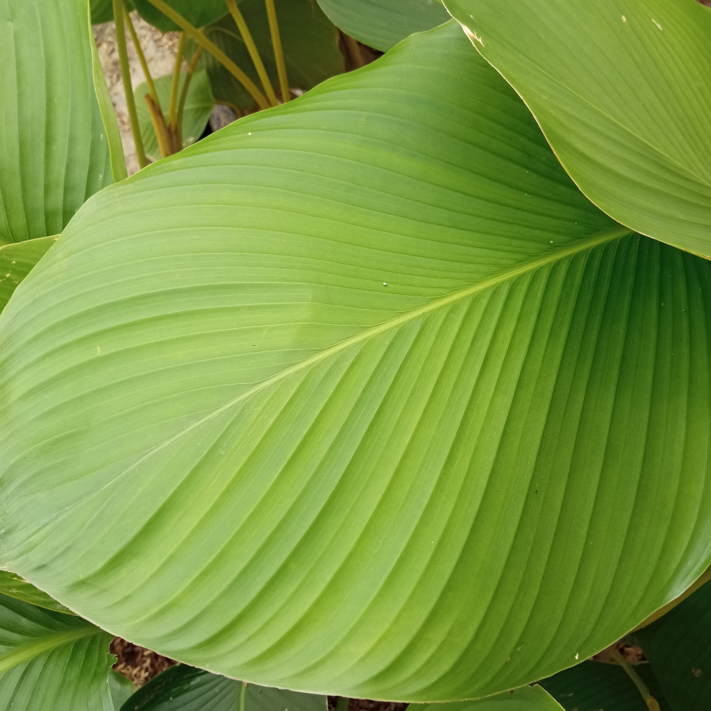 Jual Calathea Luthea - Calathea Lutea - Calathea Pisang - Tanaman Hias ... Jual Calathea Luthea - Calathea Lutea - Calathea Pisang - Tanaman Hias ...