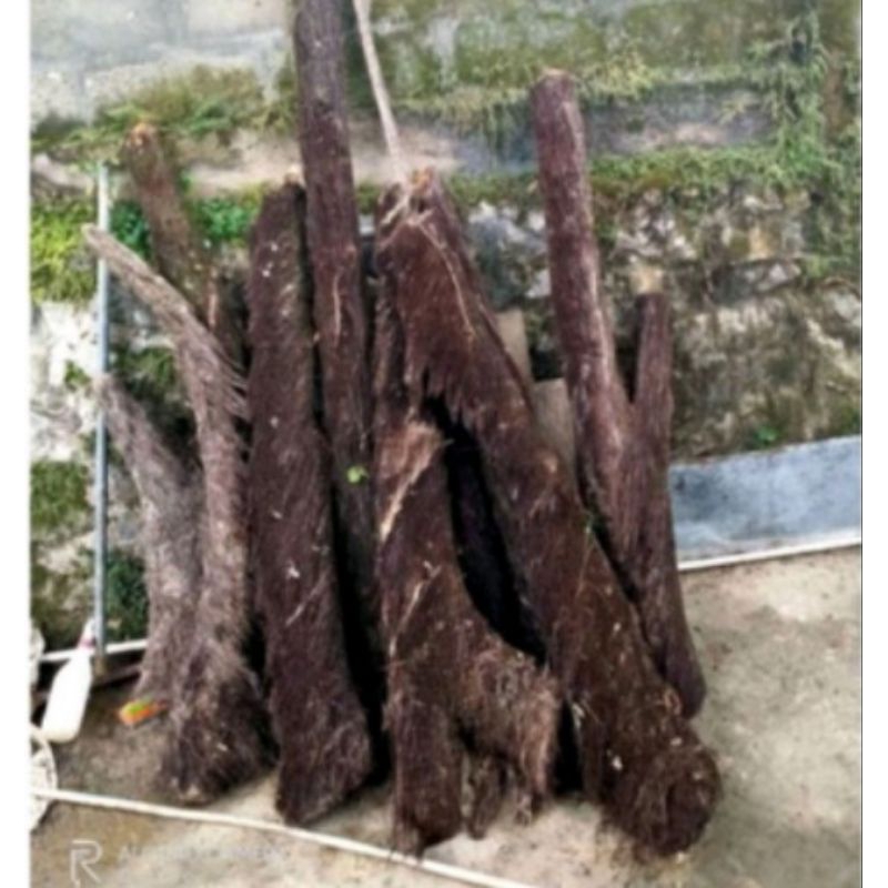 Jual promo Batang Pohon Pakis Media Tanam Anggrek Tinggi 1 meter mugi ...