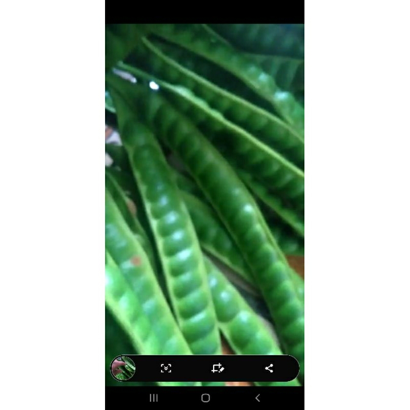 Jual Pete segar super (harga perikat) | Shopee Indonesia