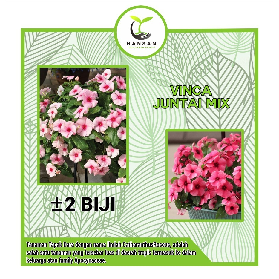 Jual 2 Bibit Bunga Vinca Juntai Super Benih Tanaman Hias Bunga Tapak ...