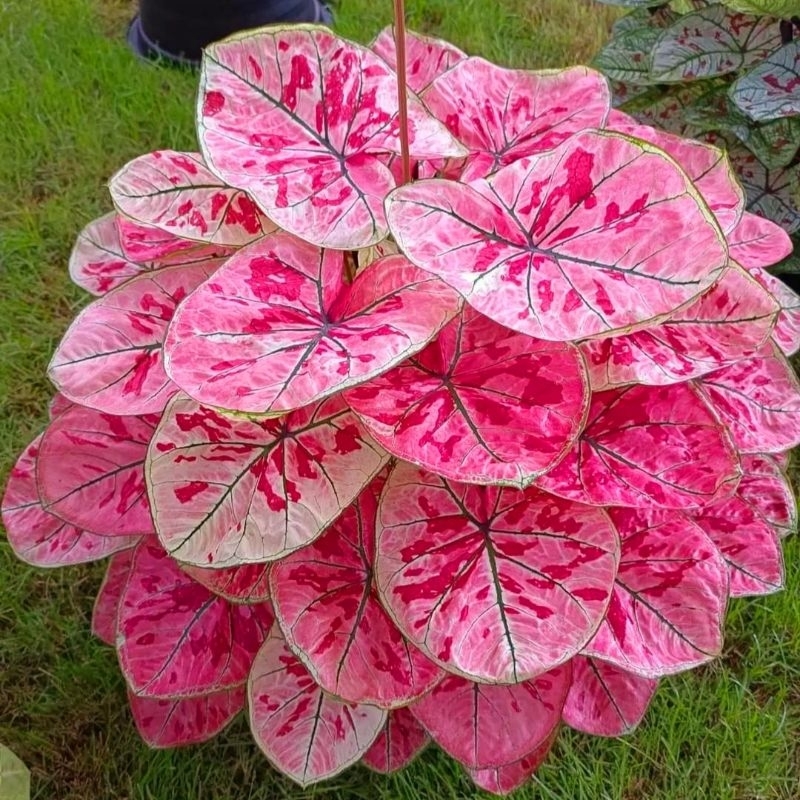 Jual Caladium seksi pink 1-3 Daun Tanaman Keladi Hias Murah Impor ...