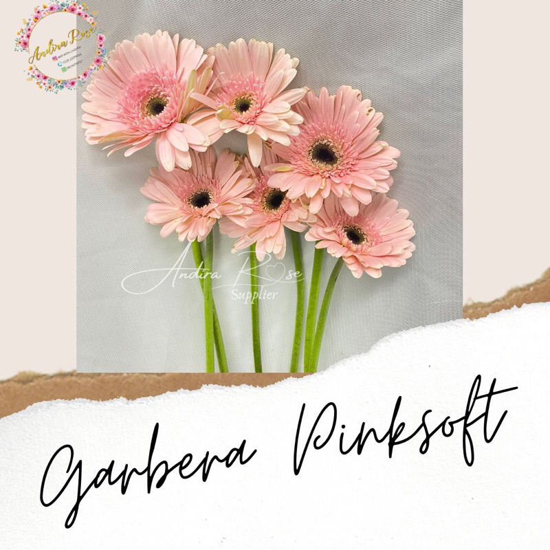 Jual GARBERA PINK SOFT/ bunga potong | Shopee Indonesia