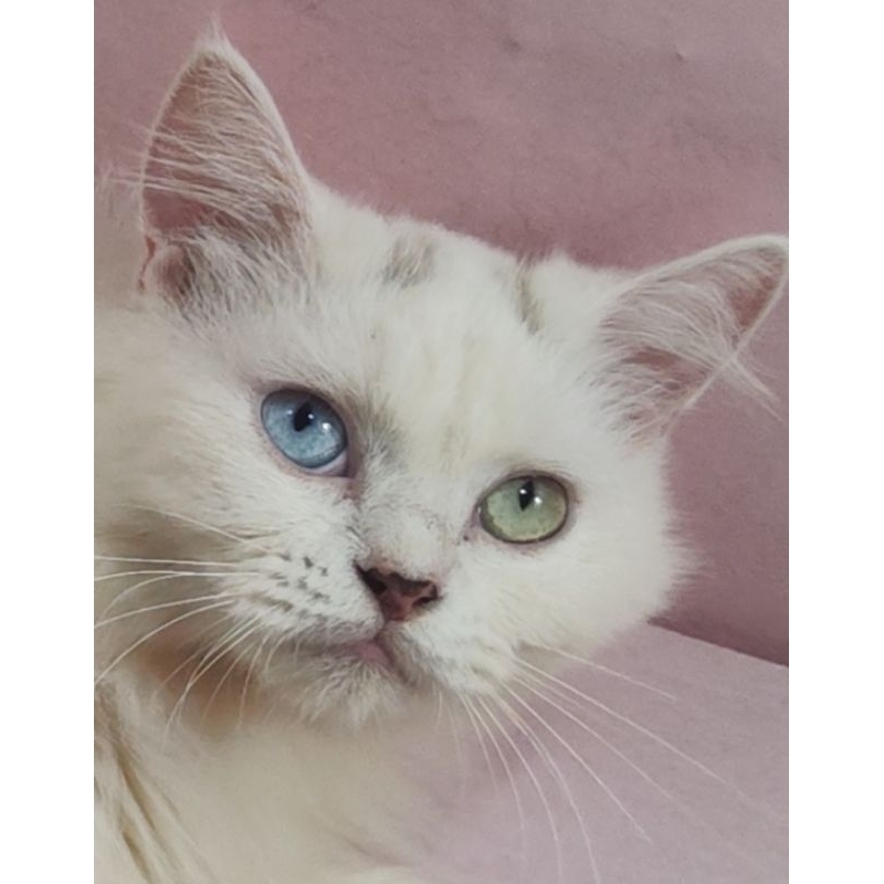 Jual kucing Persia Odd eyes adult female longhair | Shopee Indonesia