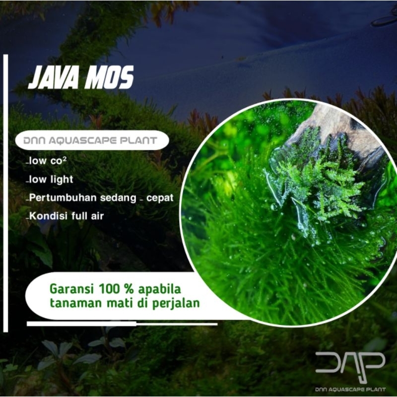Jual java mos tanaman aquascape | Shopee Indonesia