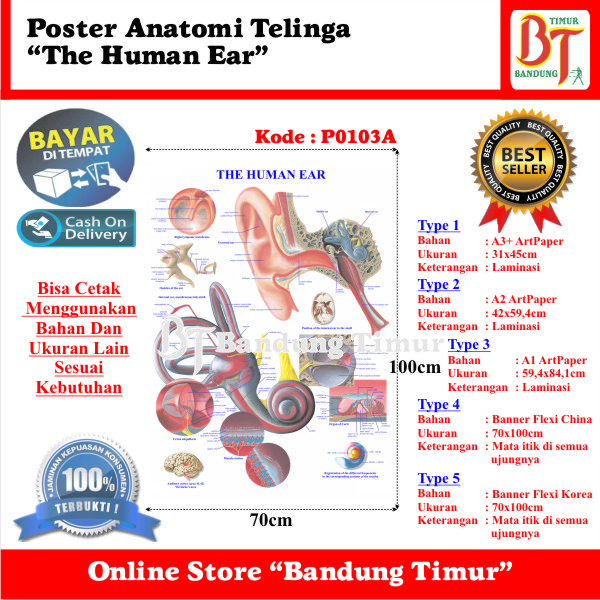 Jual POSTER ANATOMI TELINGA THE HUMAN EAR | Shopee Indonesia