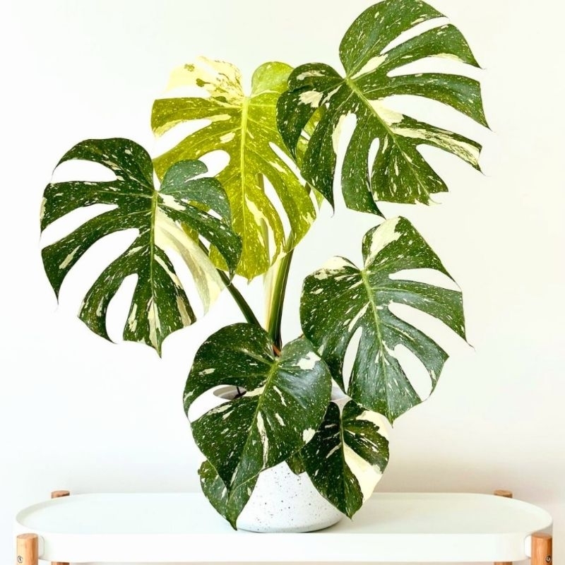 Jual Tanaman hias monstera marble variegata /monstera marble varigata ...