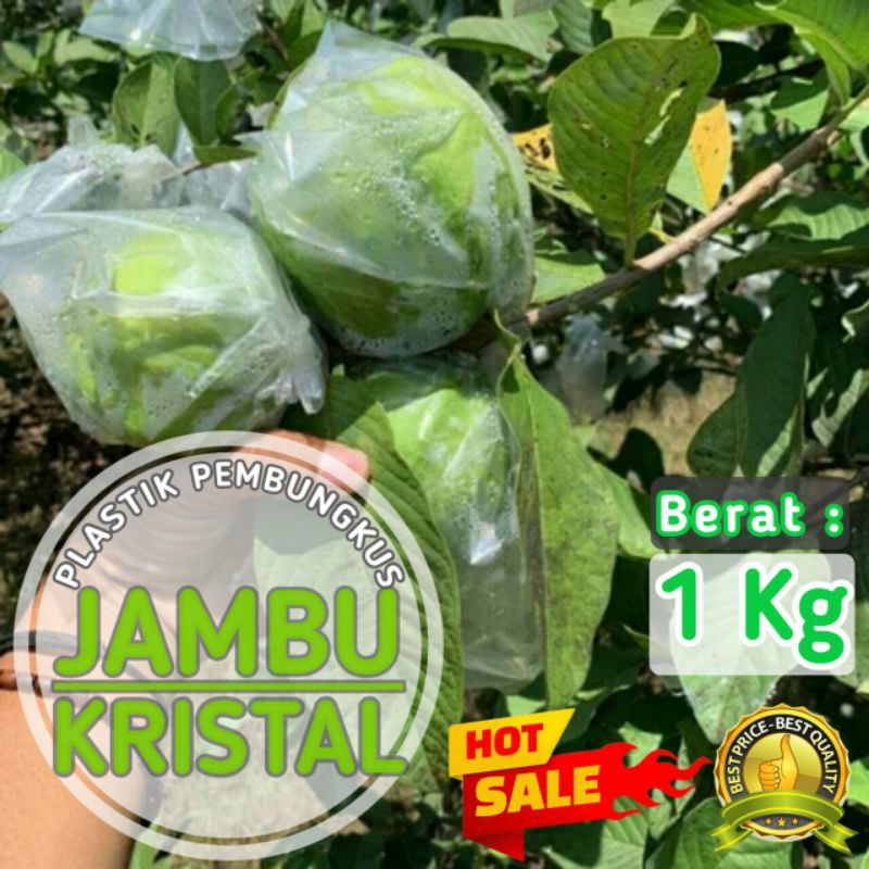 Jual Plastik pembungkus jambu kristal / plastik buah / plastik ...