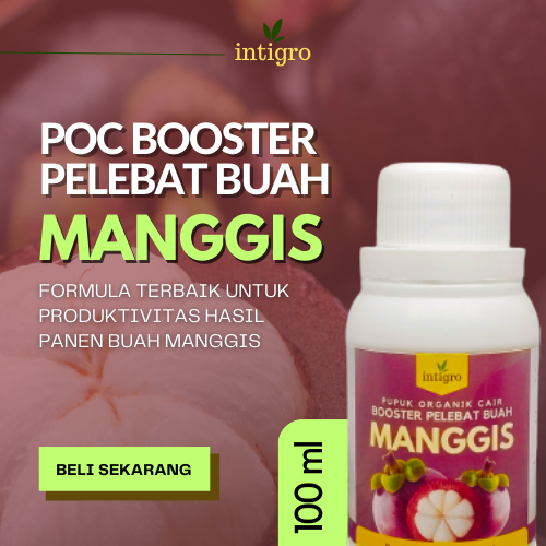 Jual Pupuk Pelebat Buah Manggis Booster Manggis Pupuk Organik Pelebat Booster Manggis Perangsang ...