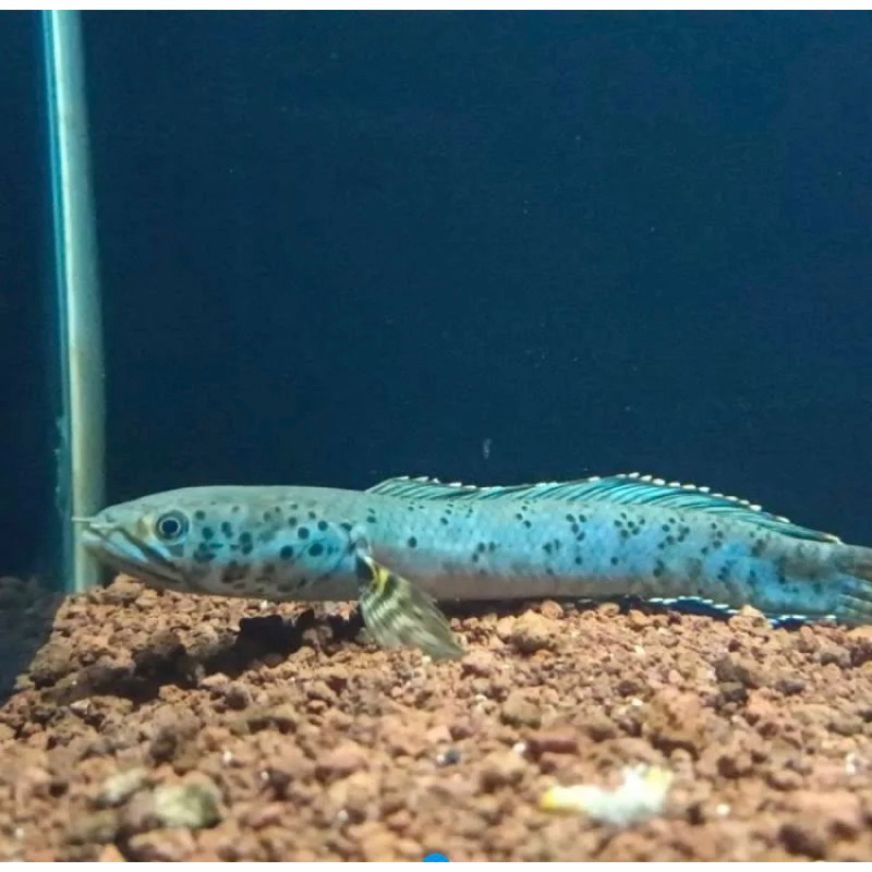 Jual baby chana pardalis meghalaya baby kualitas super grade(A) uk 3 ...