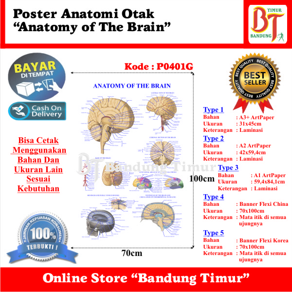Jual POSTER ANATOMI OTAK - ANATOMY OF THE BRAIN | Shopee Indonesia