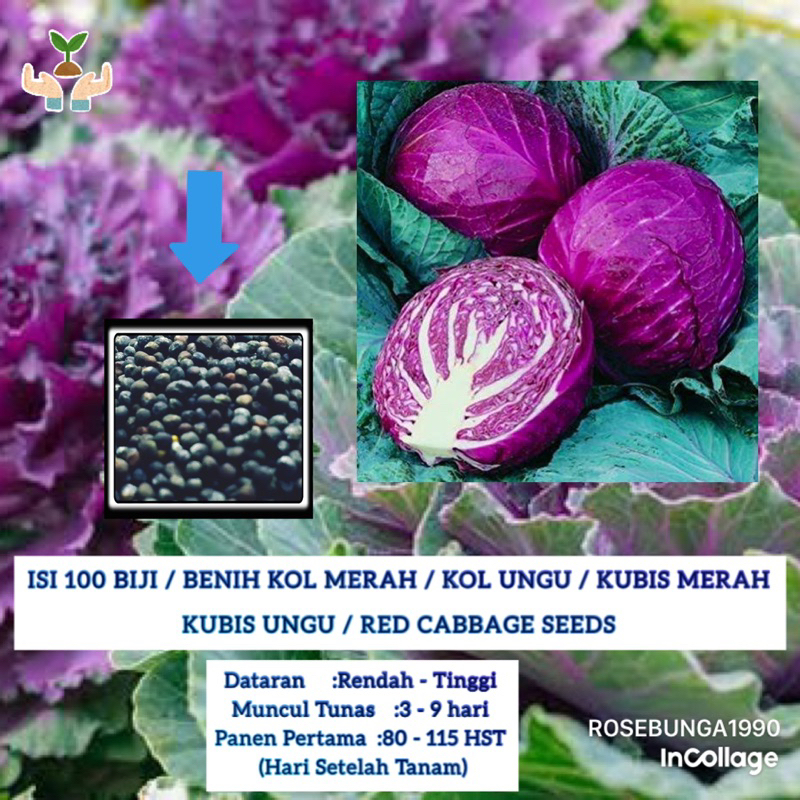 Jual Isi 50 Biji / Benih Kol Ungu / Kubis Merah / Red Cabbage Seed ...