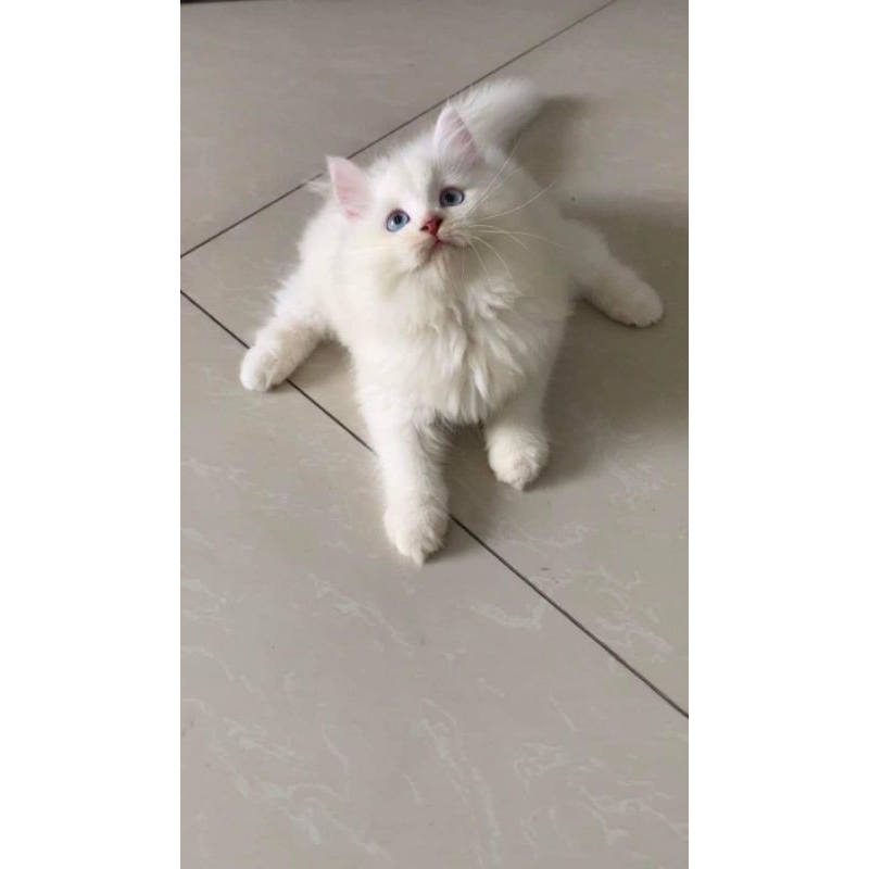 Jual Kucing anggora persia Domestik | Shopee Indonesia