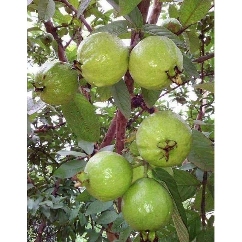 Jual Bibit Jambu Kristal Putih | Shopee Indonesia