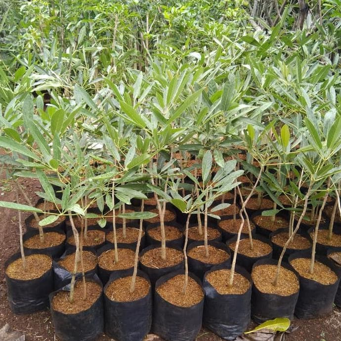 Jual Bibit Tanaman Bunga Tabebuya | Shopee Indonesia