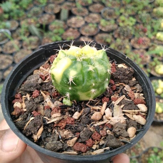 Jual kaktus sukulen//Gymnocalsium damsi (Balon) varigata | Shopee Indonesia