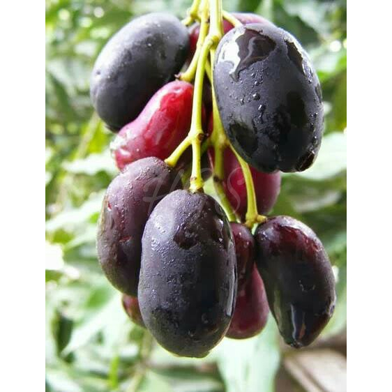 Jual bibit tanaman pohon buah juwet-jamblang-duwet hitam buah langka ...