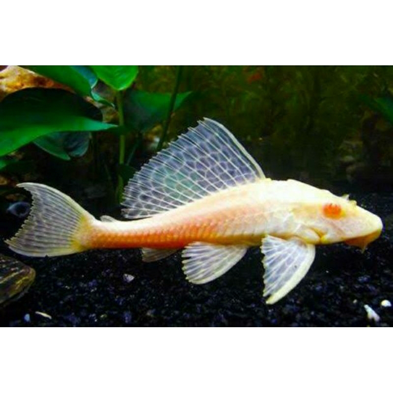 Jual albino gibbiceps sailfin pleco L083 | Shopee Indonesia