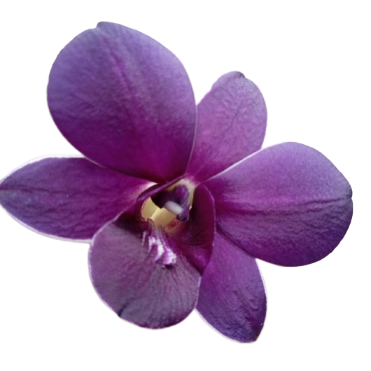 Jual DENDROBIUM BLUE ANGEL ( BIDADARI BIRU) | Shopee Indonesia