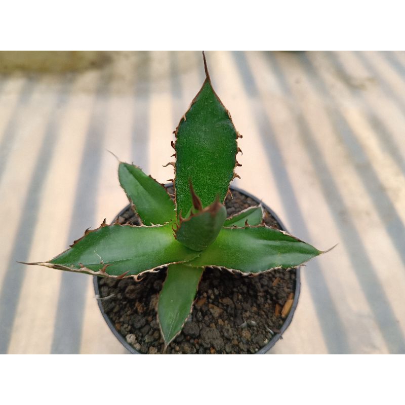 Jual agave horida | Shopee Indonesia