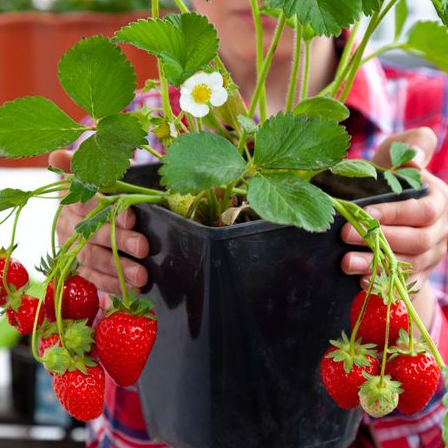 Jual pohon stroberi berbuah ( Tanaman Strawberry ) Sweet California ...