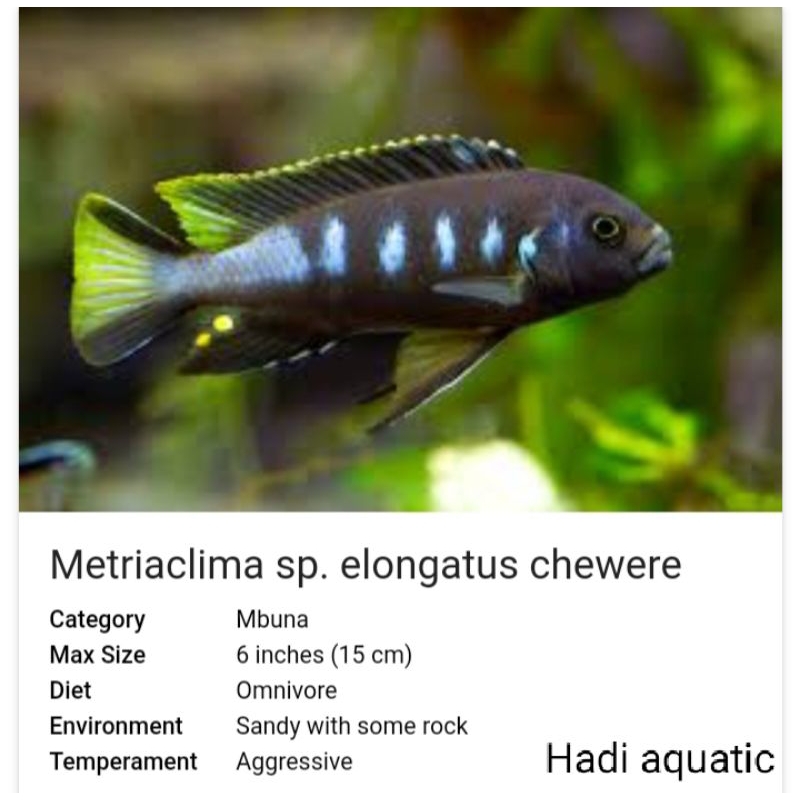 Jual ikan hias Chewere elongatus ( Mbuna ) | Shopee Indonesia