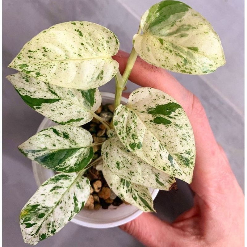 Jual Tanaman Hias Epipremnum Pinnatum Marble Varigata / Tanaman hias ...