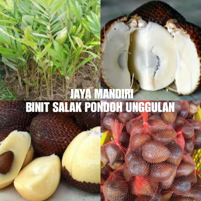 Jual BIBIT SALAK PONDOH SUPER (SIAP TANAM) | Shopee Indonesia