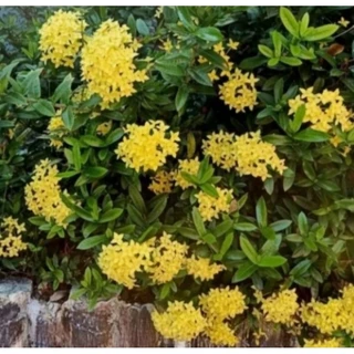 Jual tanaman bunga kuning Harga Terbaik & Termurah Juni 2024 | Shopee ...