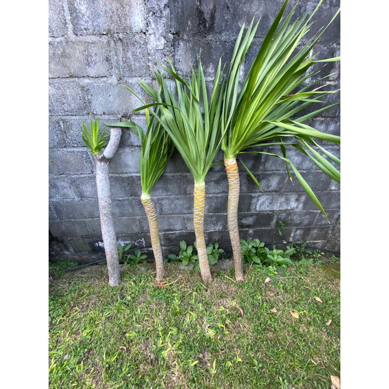 Jual BIBIT POHON PANDAN BALI atau TOMBAK RAJA 80CM - 1 METER BATANG ...